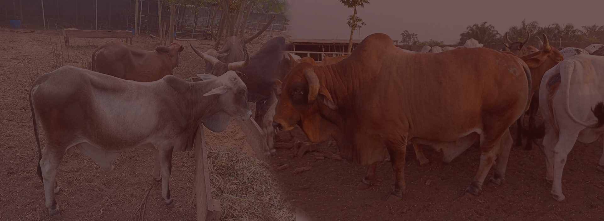 TheHarmonyFarms – TheHarmonyFarms